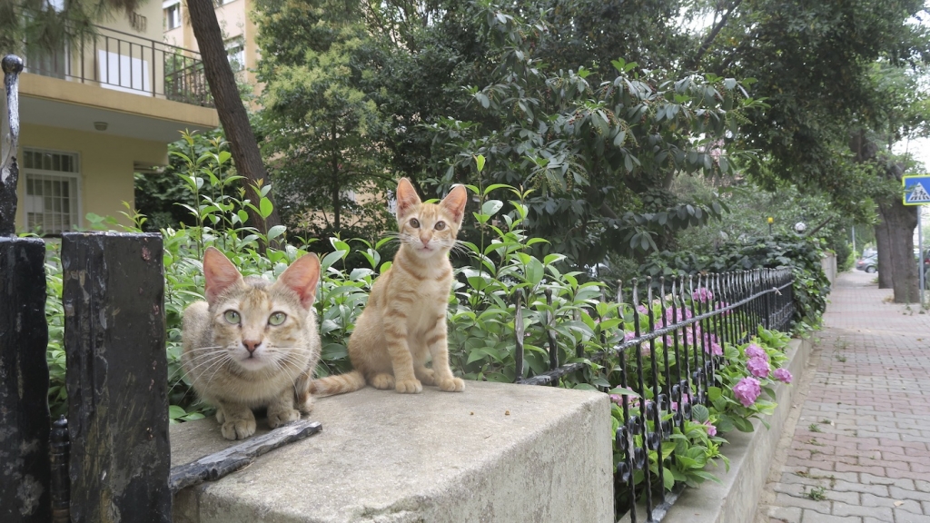 Istanbul_ stray cats - Vegan Travel
