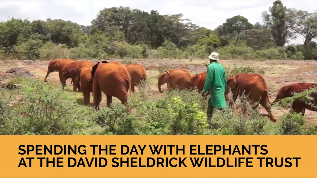Elephants at the David Sheldrick Wildlife Trust in Kenya - VeganTravel.com