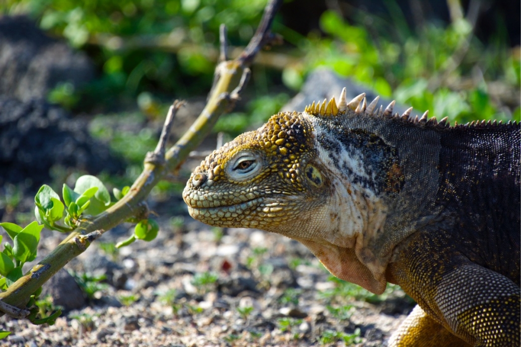 Galapagos Land Iguana - Vegan Travel