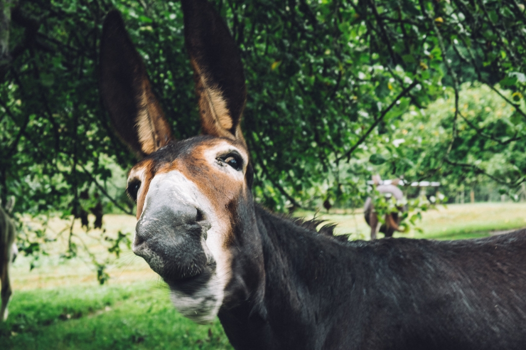 My stay among donkeys in Asturias, Spain - blog by Vincent Galiano