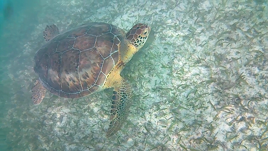 Swimming with turtles in Akumal, Mexico - Vegan Traveler Blog by Emily